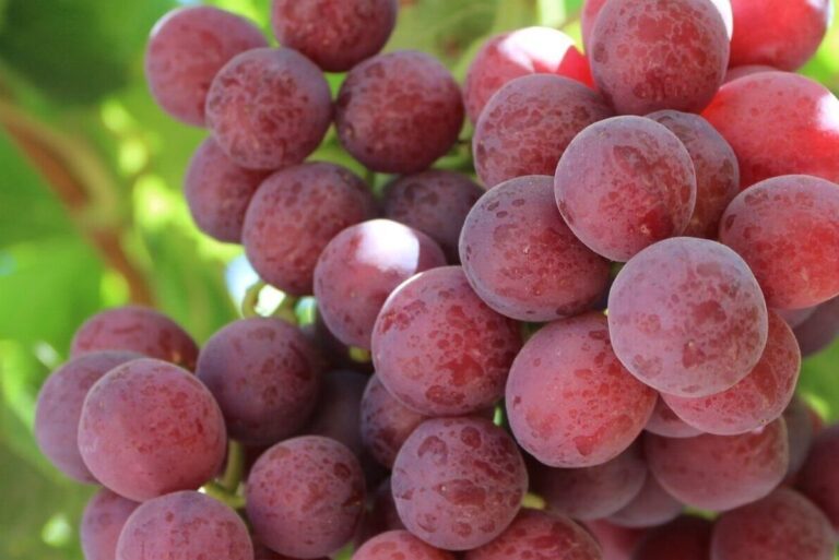 The 8 IFC Environmental and Social Performance Standards: A Guide for ...